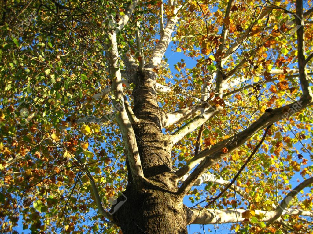5964190-a-sycamore-tree-in-the-fall-stock-photo | South Elkhorn ...